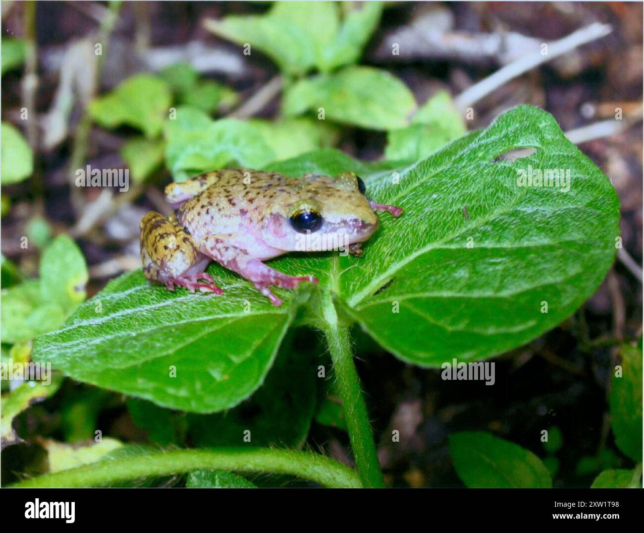 Cliff Chirping Frog (Eleutherodactylus marnockii) Amphibia Stock Photo ...