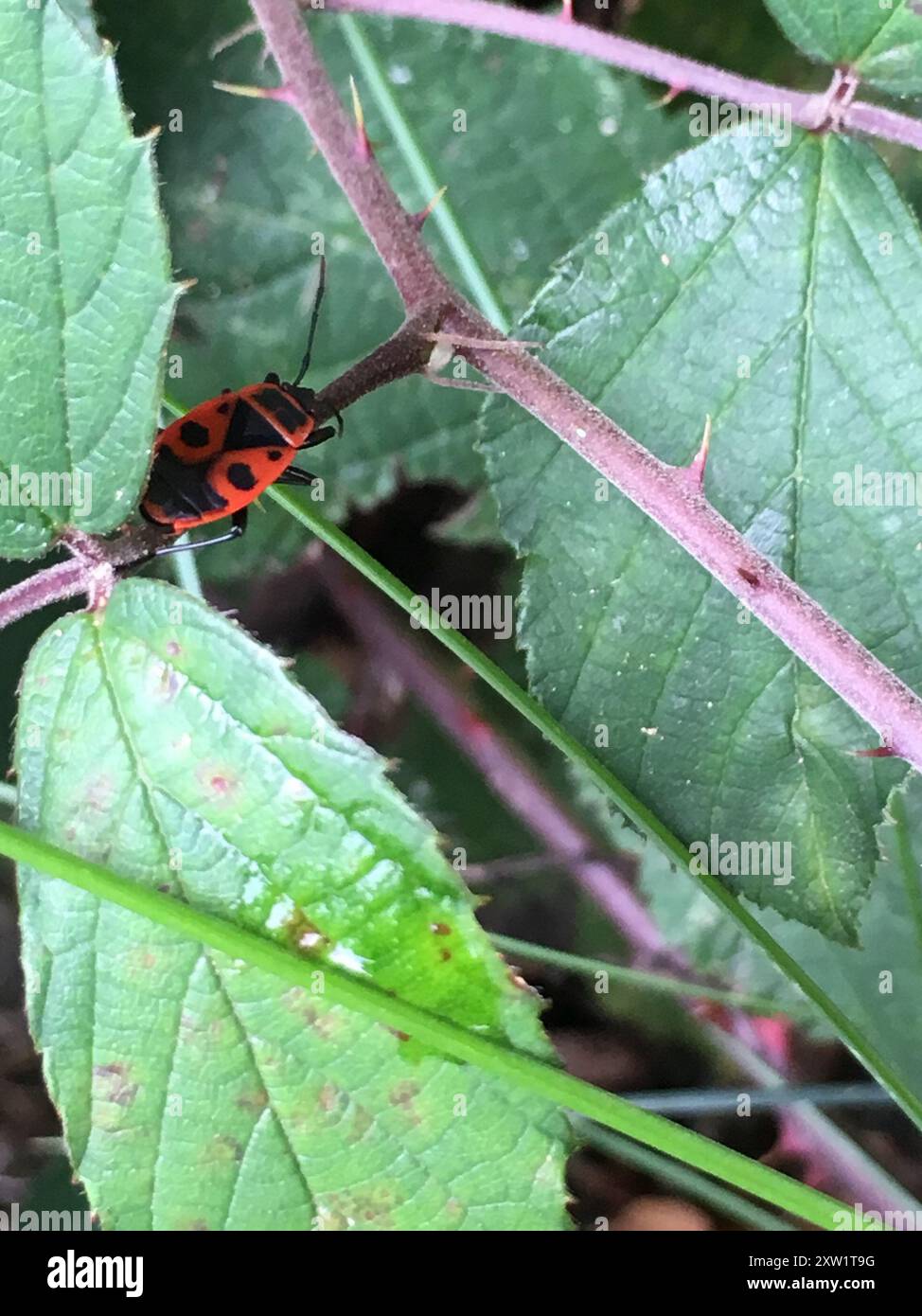 European Firebug (Pyrrhocoris apterus) Insecta Stock Photo - Alamy