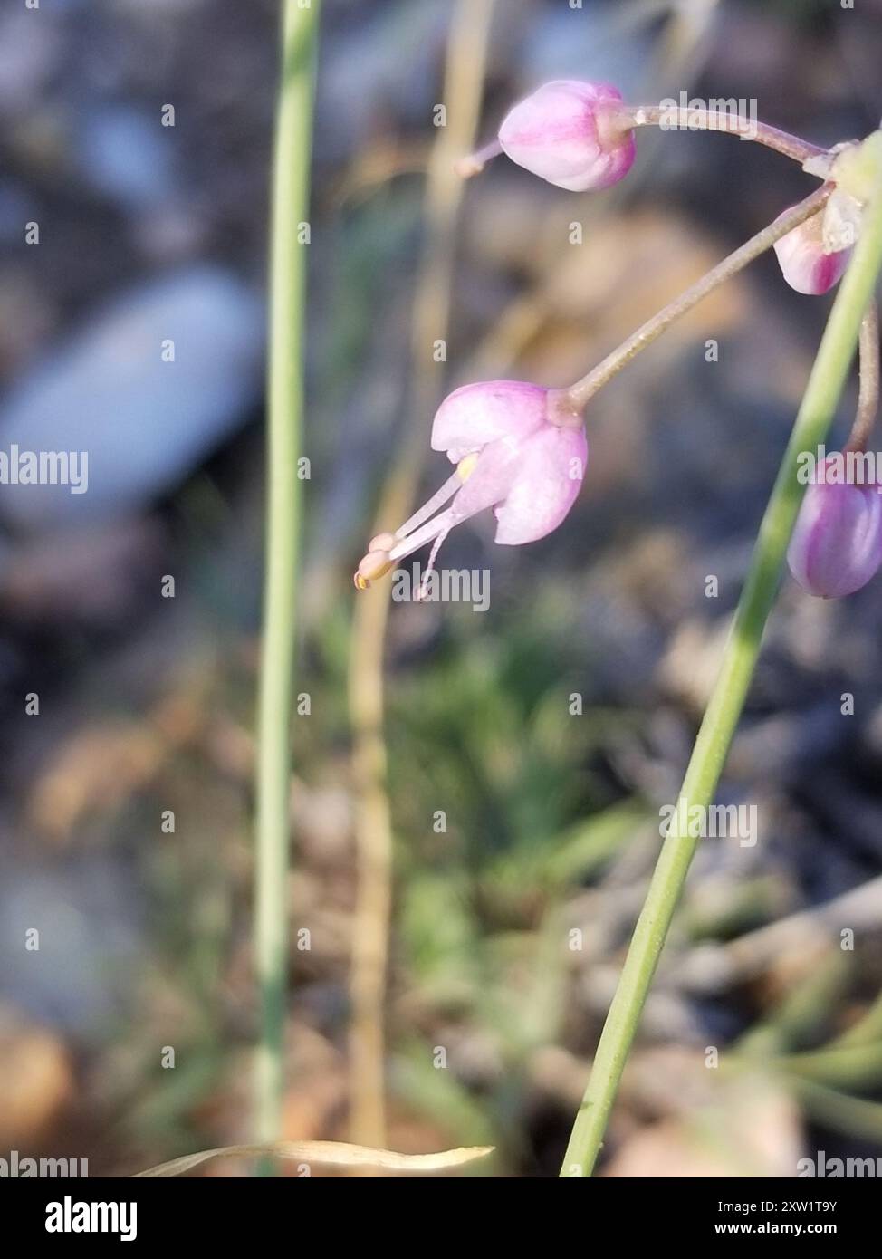nodding onion (Allium cernuum) Plantae Stock Photo - Alamy