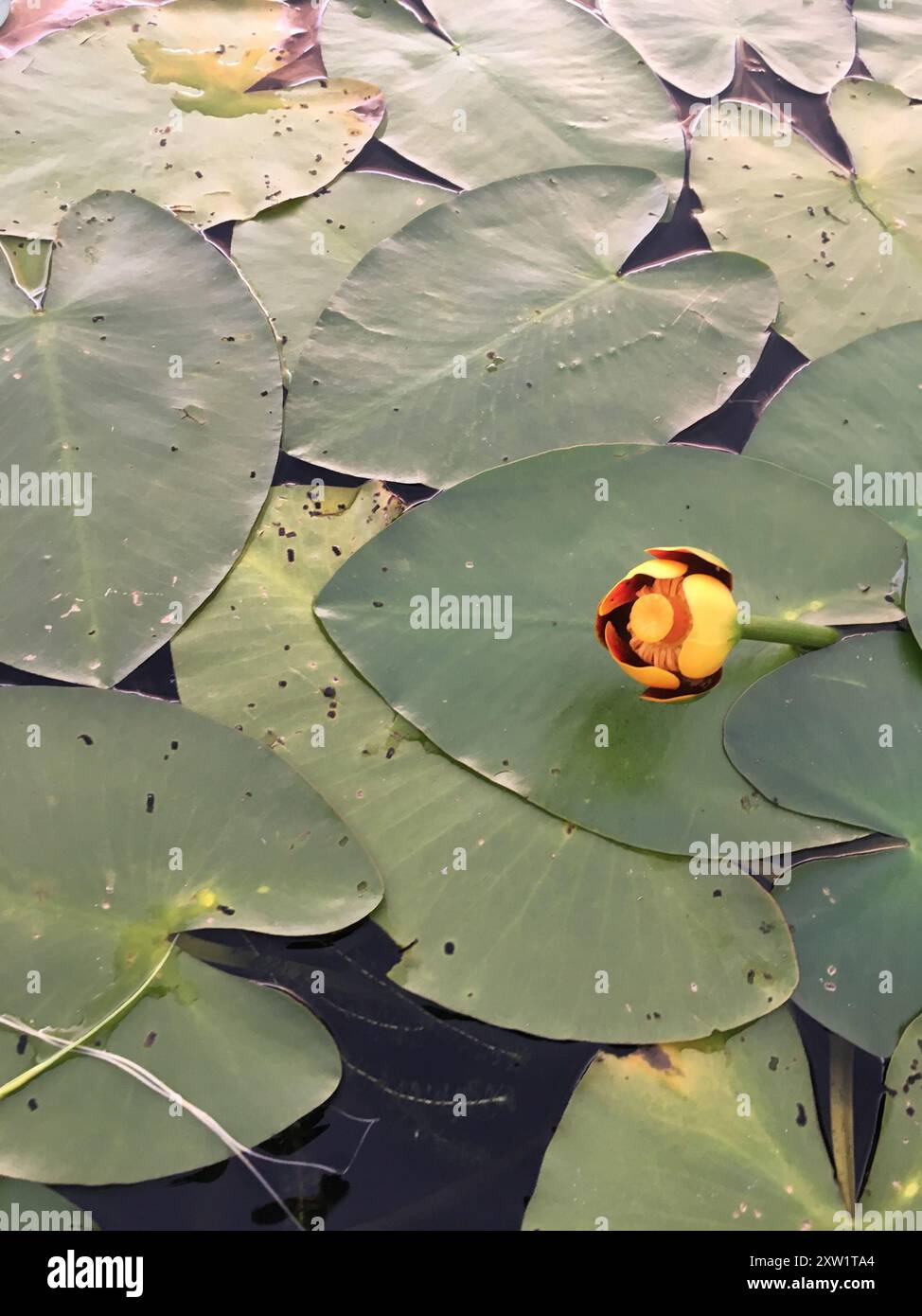 Variegated Yellow Pond-Lily (Nuphar variegata) Plantae Stock Photo - Alamy