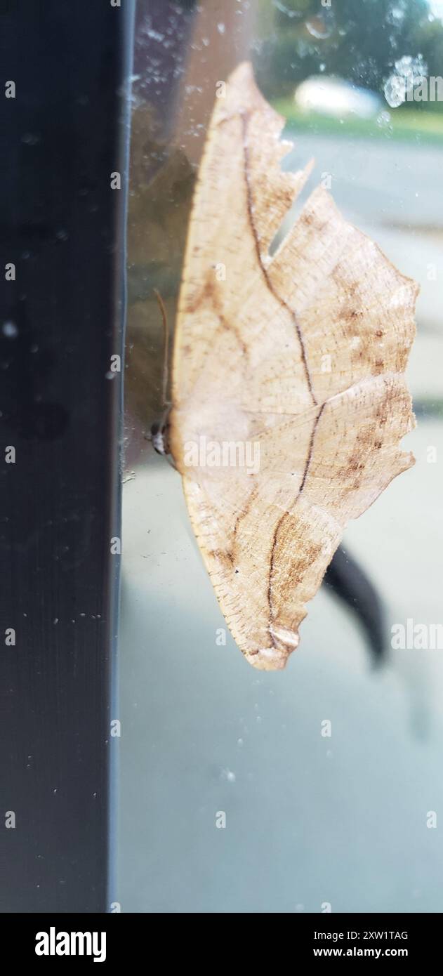 Large Maple Spanworm Moth (Prochoerodes lineola) Insecta Stock Photo - Alamy