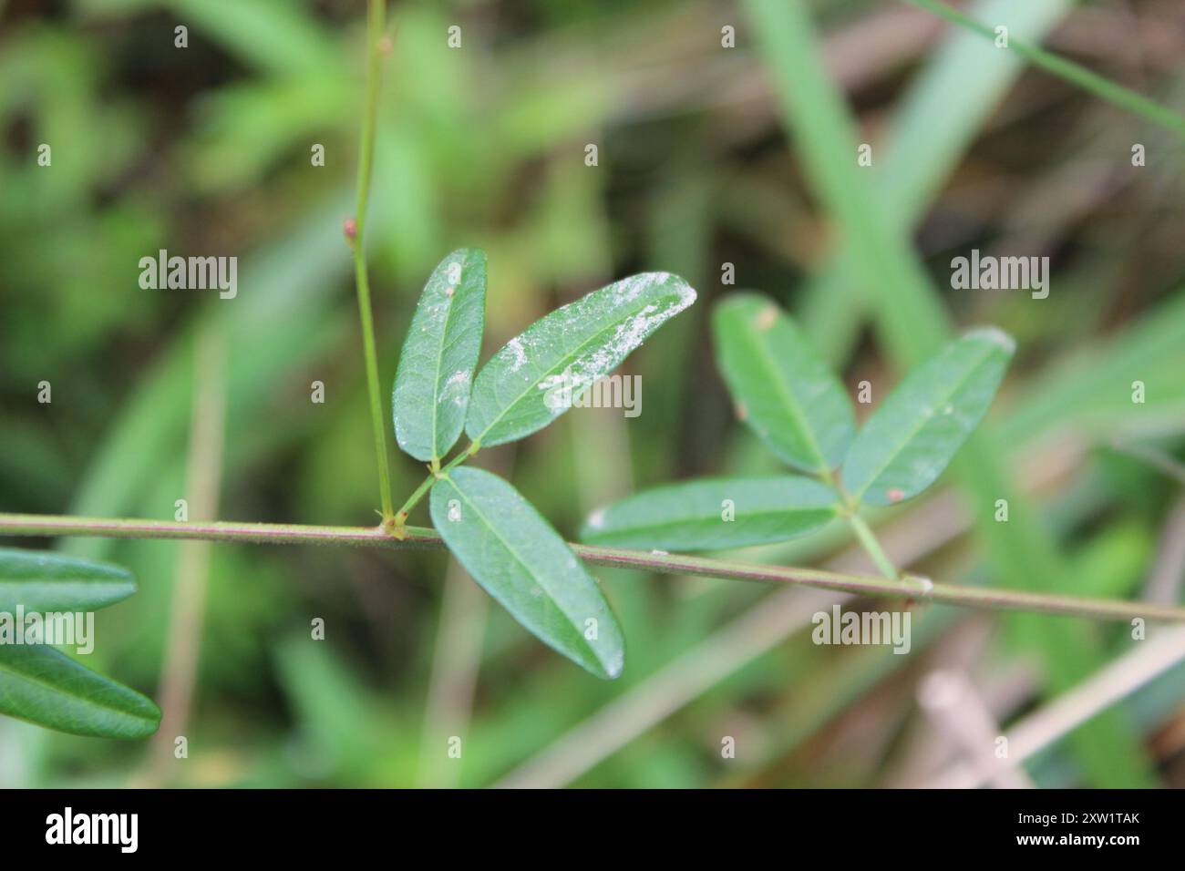 panicled ticktrefoil (Desmodium paniculatum) Plantae Stock Photo - Alamy
