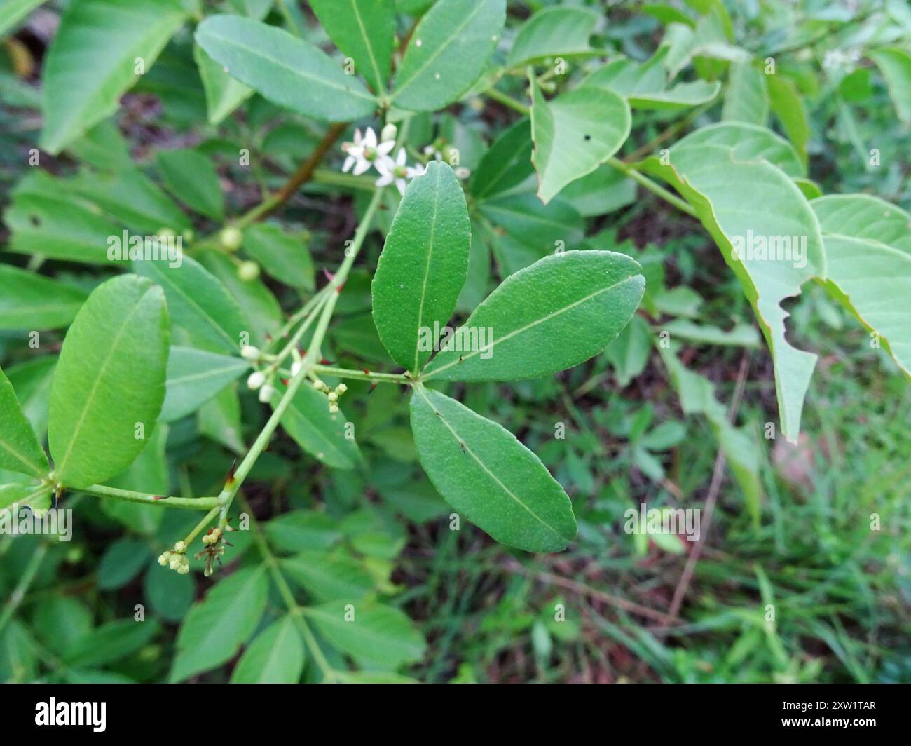 orange climber (Zanthoxylum asiaticum) Plantae Stock Photo - Alamy