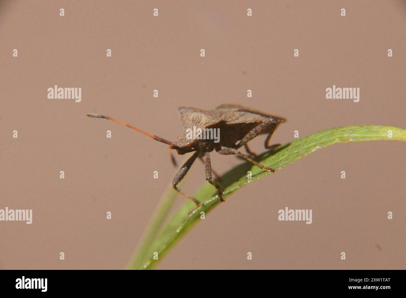 Dock Bug (Coreus marginatus) Insecta Stock Photo - Alamy