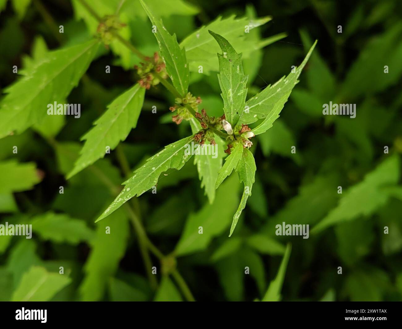northern bugleweed (Lycopus uniflorus) Plantae Stock Photo - Alamy