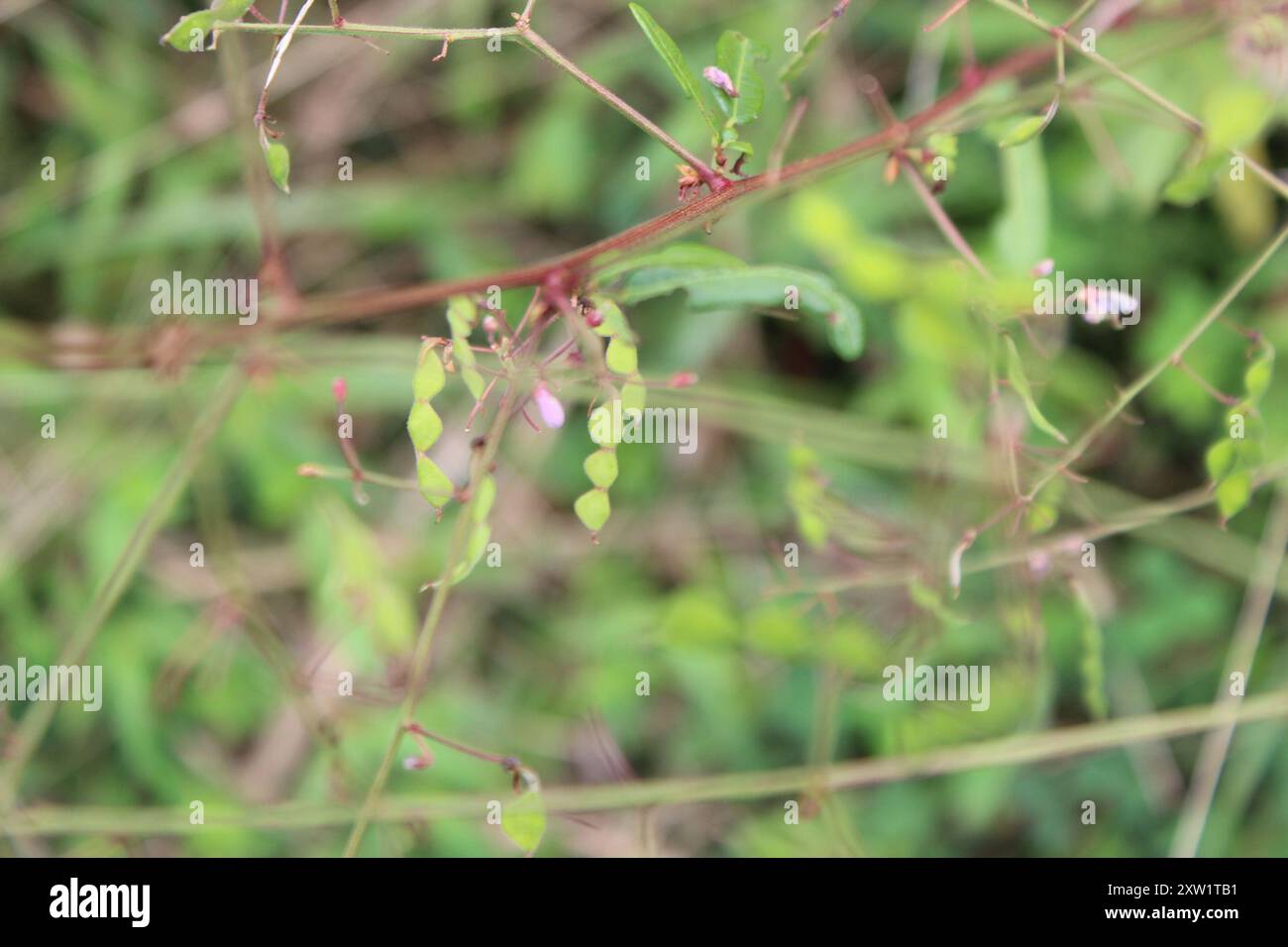 panicled ticktrefoil (Desmodium paniculatum) Plantae Stock Photo - Alamy