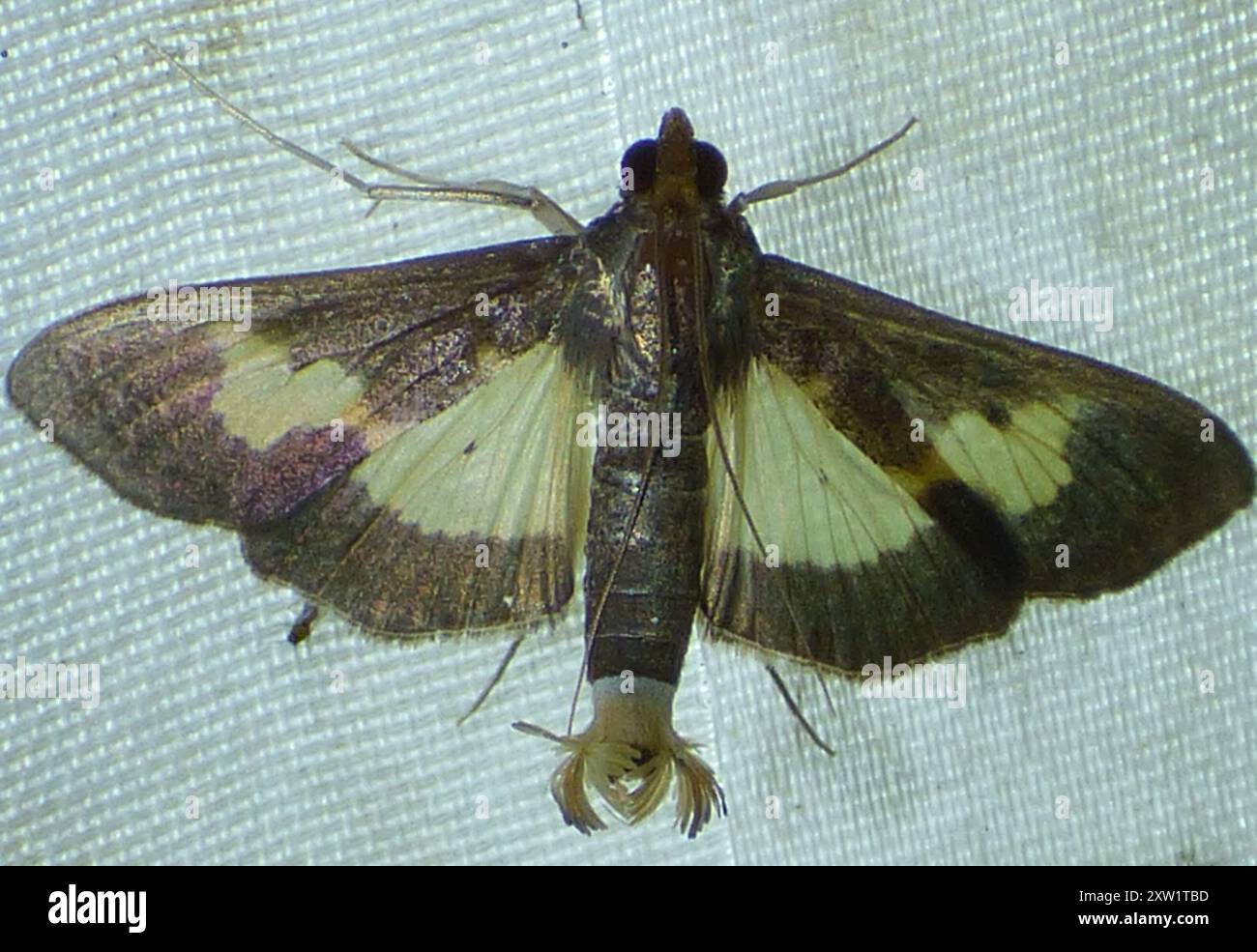 Pickleworm Moth (Diaphania nitidalis) Insecta Stock Photo - Alamy