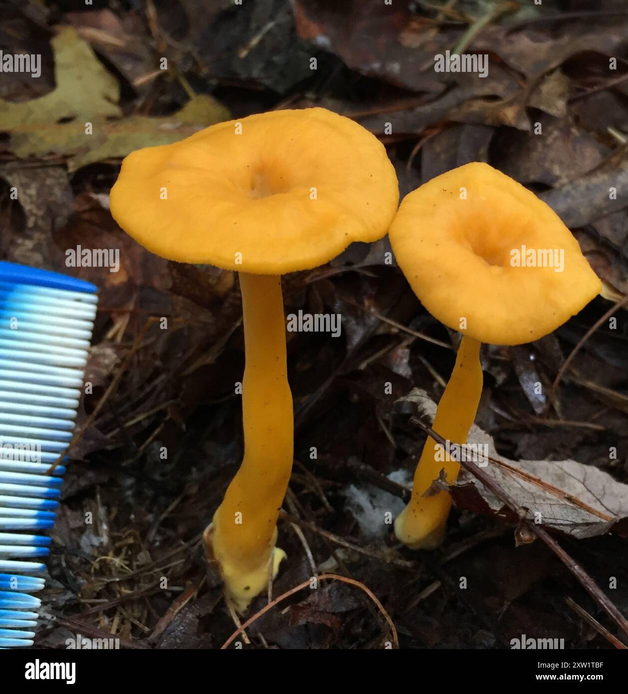 flame trumpet (Craterellus ignicolor) Fungi Stock Photo - Alamy