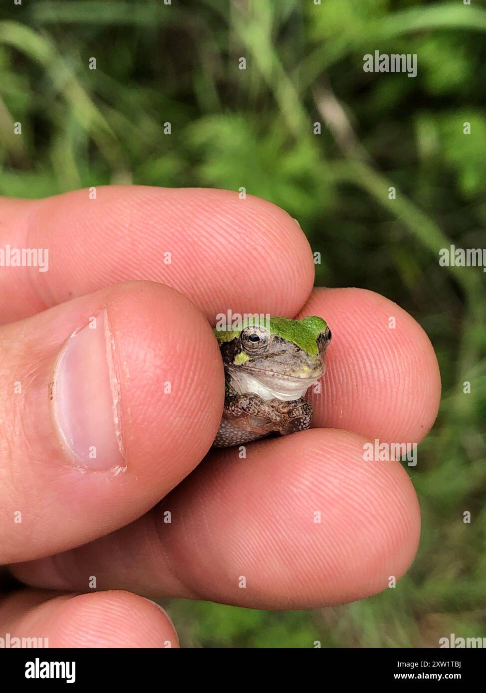 Holarctic Treefrogs (Hyla) Amphibia Stock Photo - Alamy