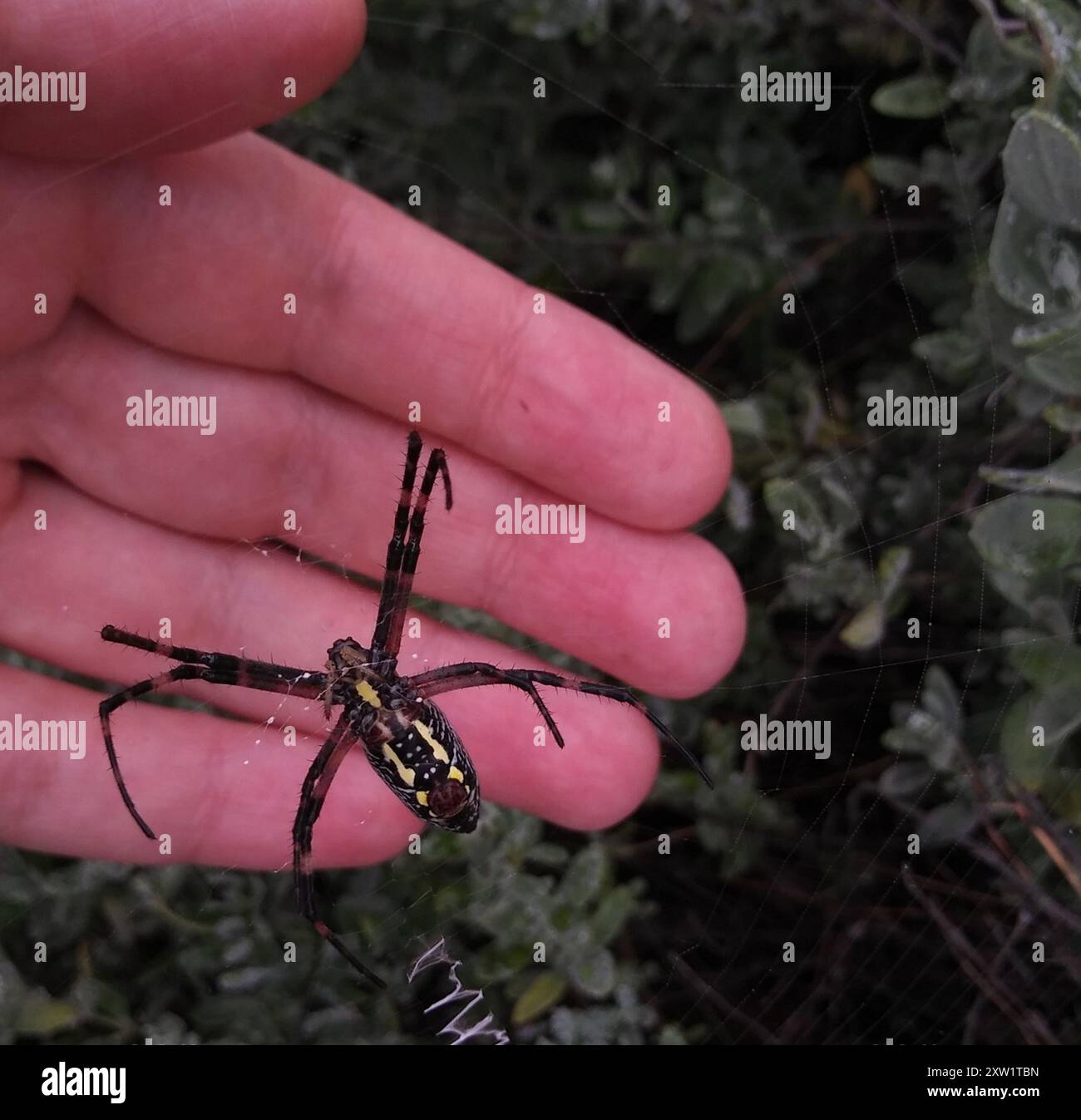 Yellow Garden Spider (Argiope aurantia) Arachnida Stock Photo - Alamy