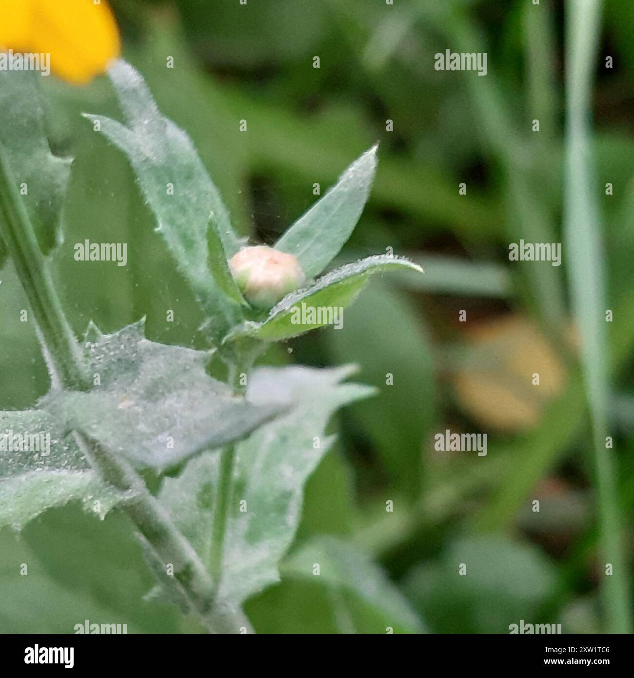 Corn Marigold (Glebionis segetum) Plantae Stock Photo - Alamy