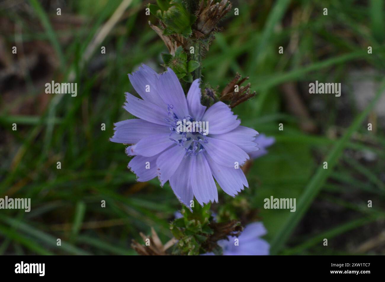 chicory (Cichorium intybus) Plantae Stock Photo - Alamy