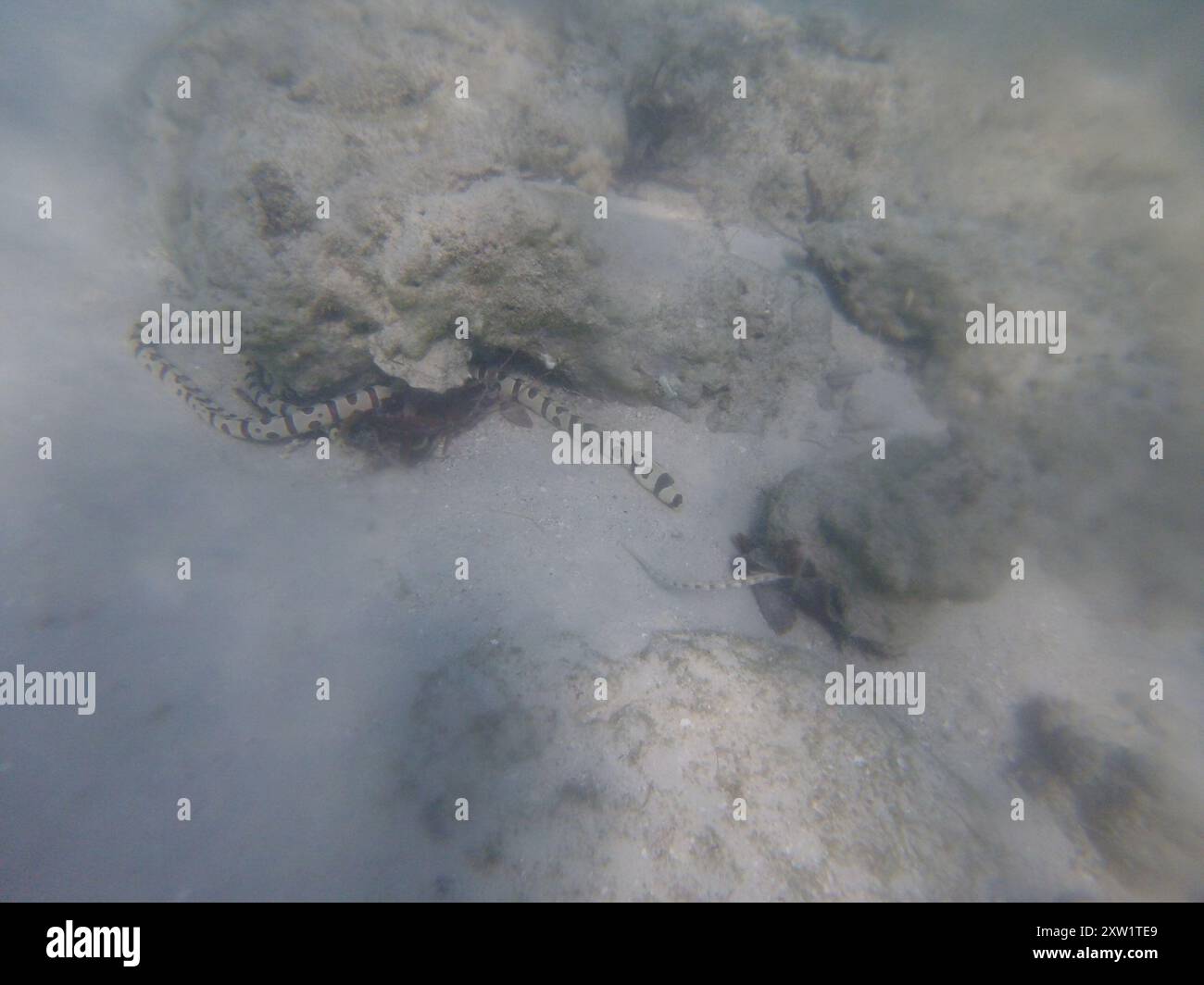 Banded Snake Eel (Myrichthys colubrinus) Actinopterygii Stock Photo - Alamy