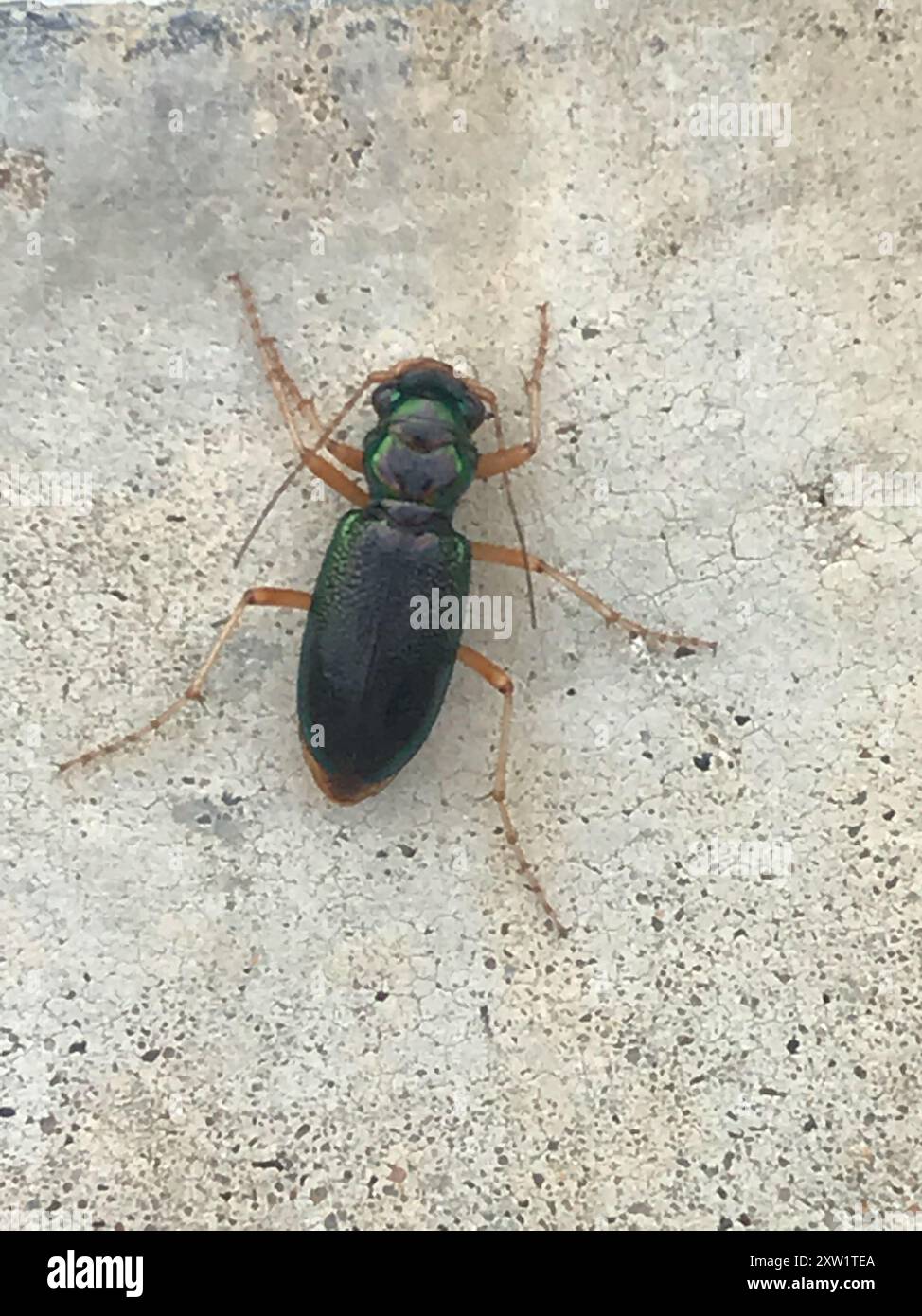 Virginia Metallic Tiger Beetle (Tetracha virginica) Insecta Stock Photo ...