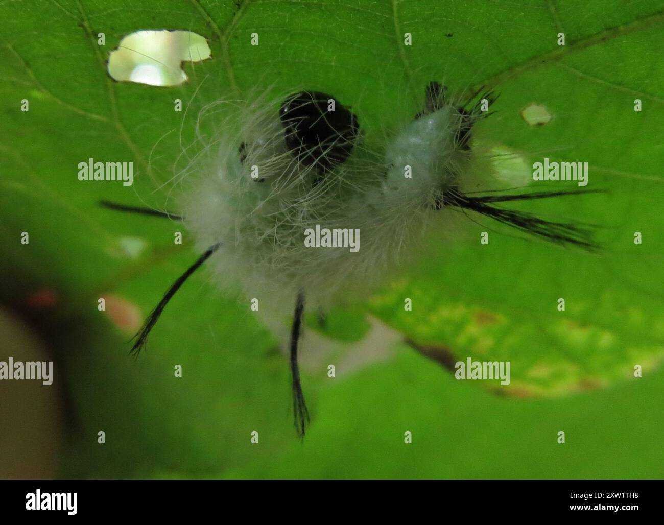 American Dagger (Acronicta americana) Insecta Stock Photo - Alamy