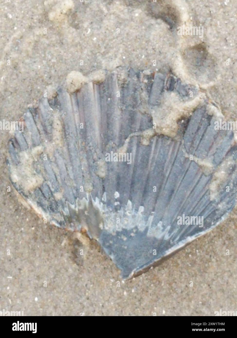 Atlantic Bay Scallop (Argopecten irradians) Mollusca Stock Photo - Alamy
