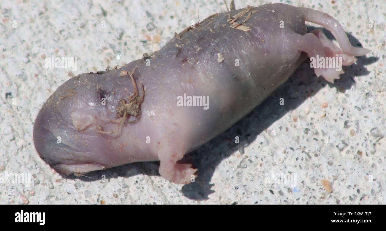 Eastern Mole (Scalopus aquaticus) Mammalia Stock Photo - Alamy
