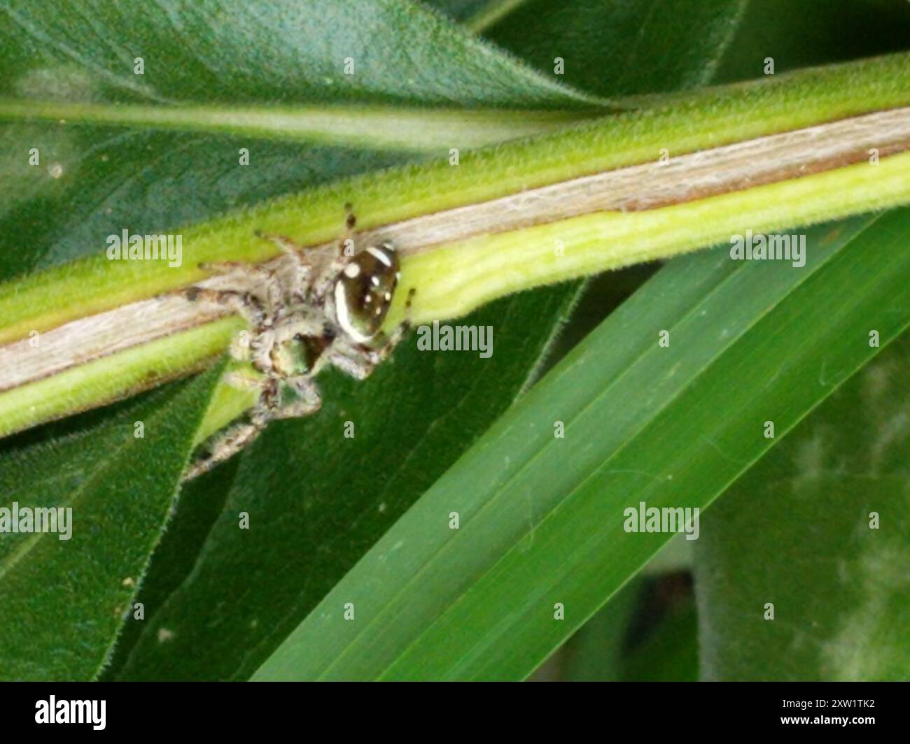 Golden Jumping Spider (Paraphidippus aurantius) Arachnida Stock Photo ...