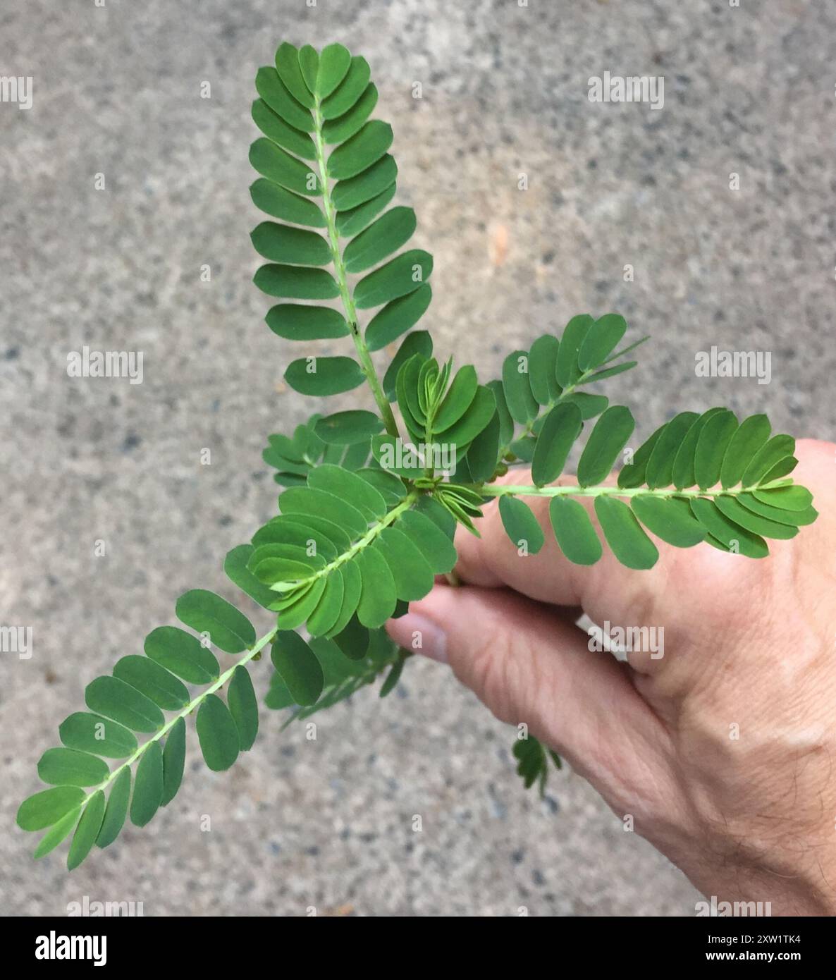 Chamberbitter (Phyllanthus urinaria) Plantae Stock Photo - Alamy