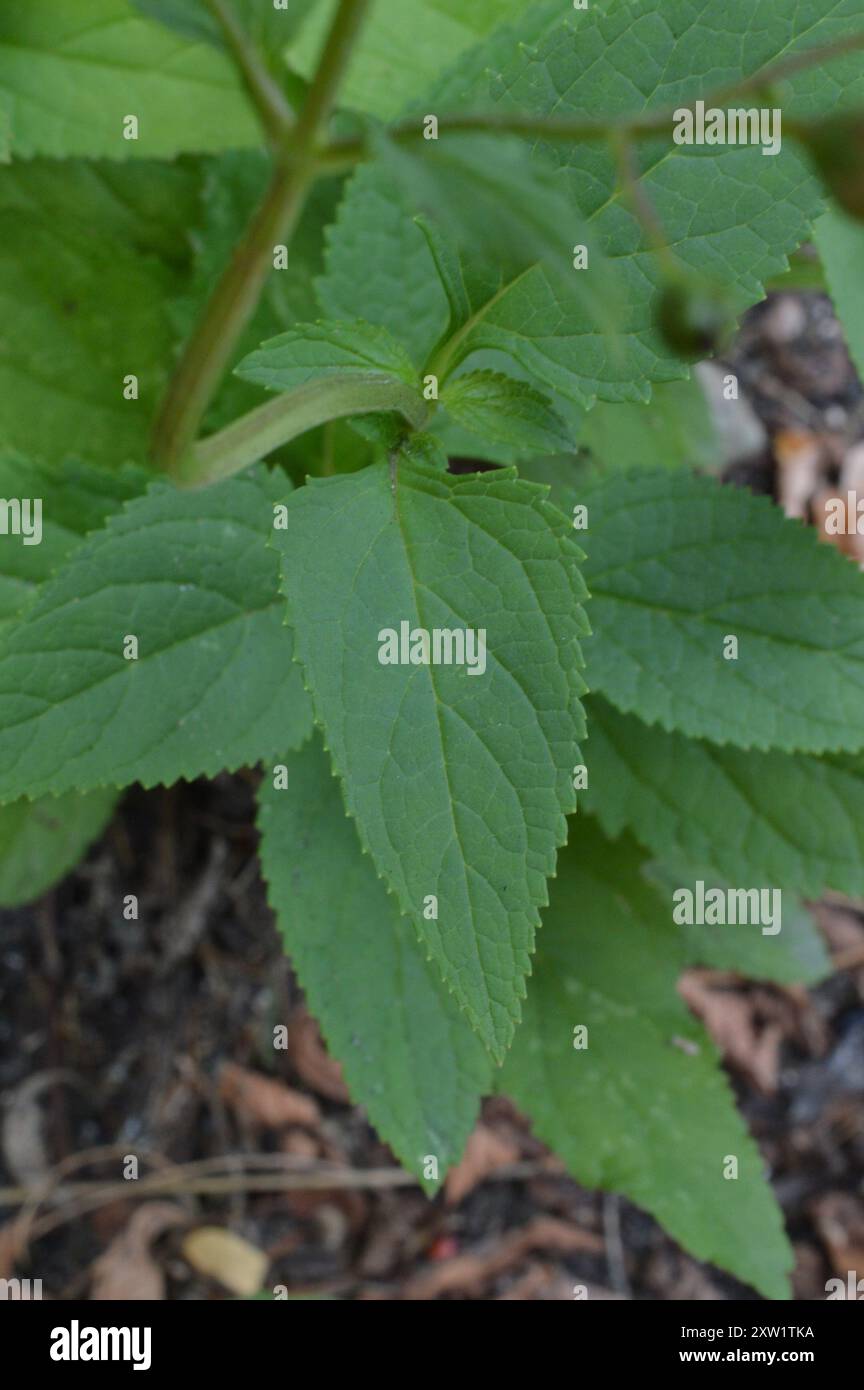 Common Figwort (Scrophularia nodosa) Plantae Stock Photo - Alamy