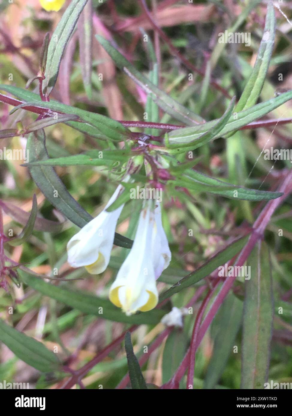 Common Cow-wheat (Melampyrum pratense) Plantae Stock Photo - Alamy