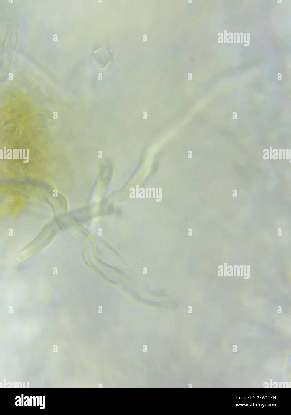 Basidiomycete Fungi (Basidiomycota) Fungi Stock Photo - Alamy