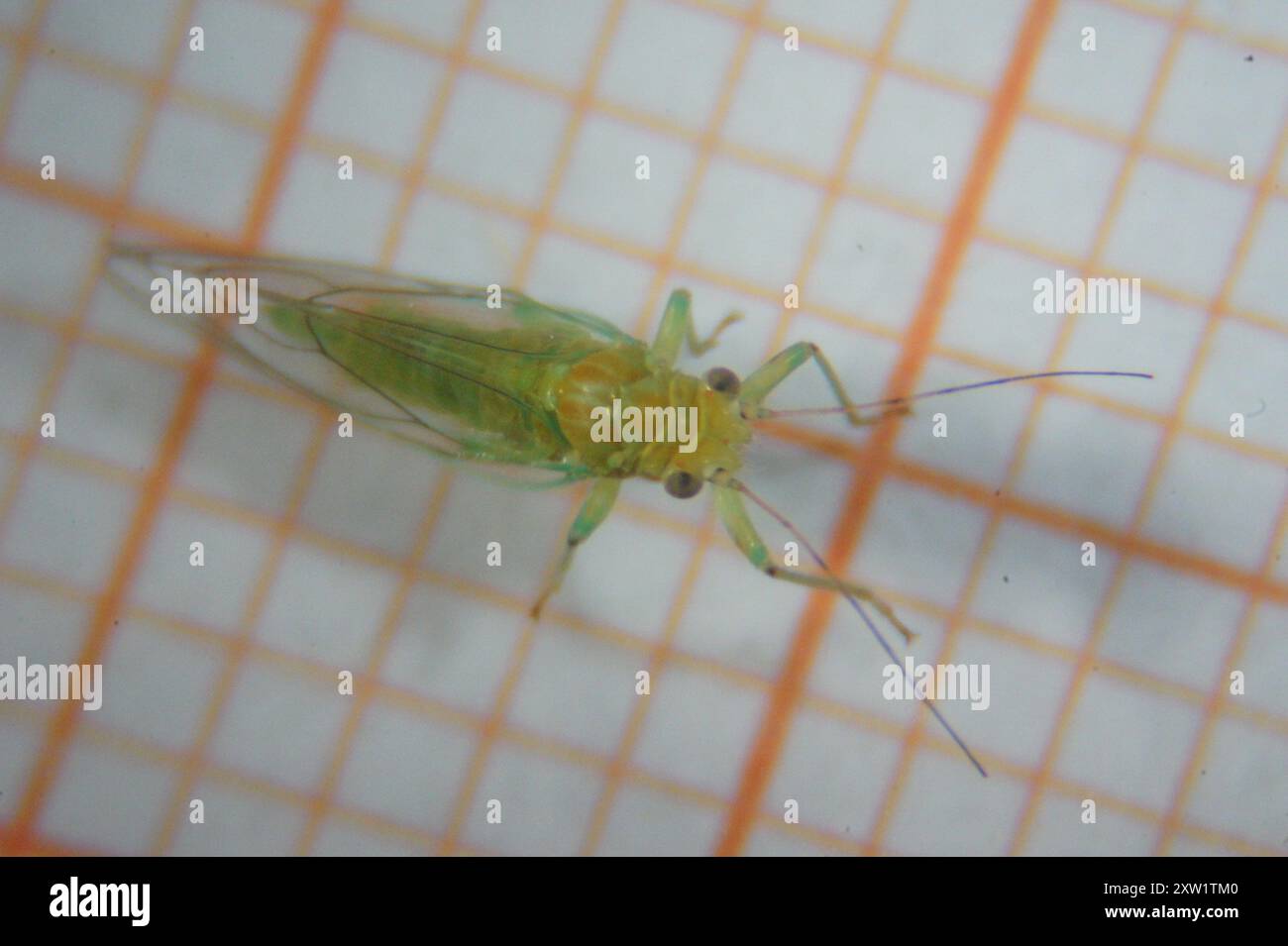 jumping plant lice (Psyllidae) Insecta Stock Photo - Alamy