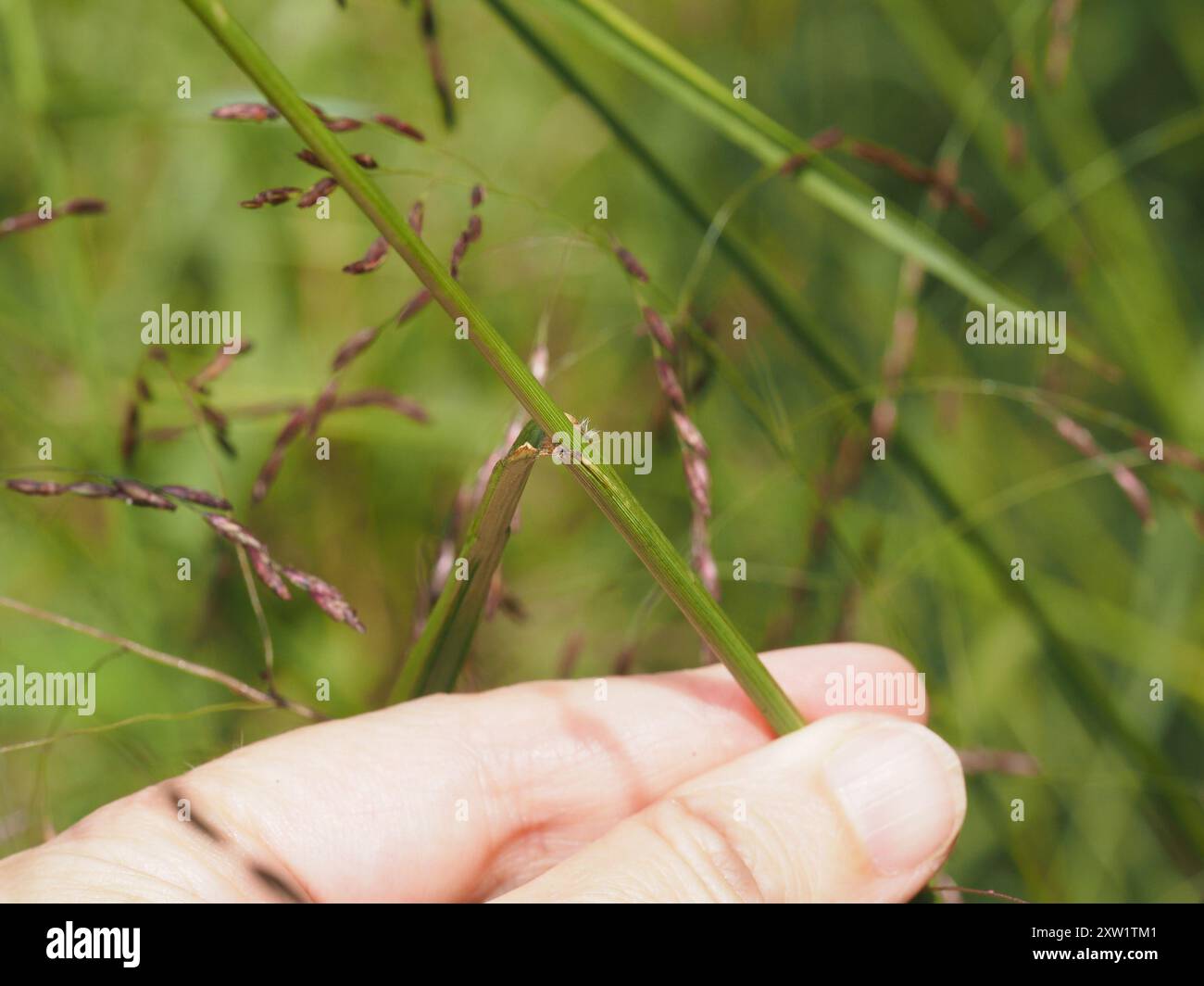 purpletop tridens (Tridens flavus) Plantae Stock Photo - Alamy