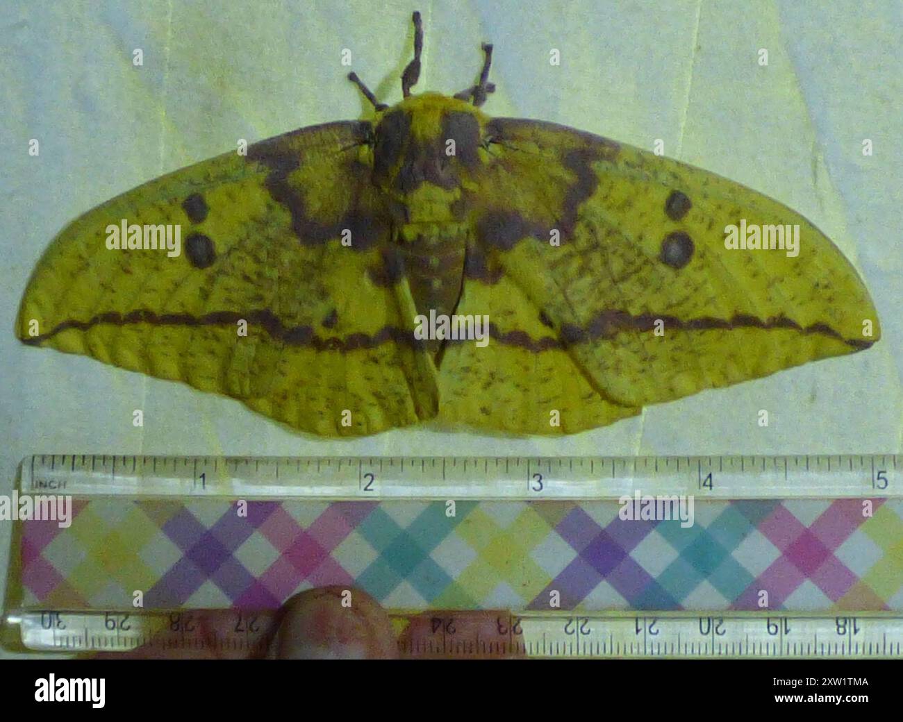Imperial Moth (Eacles imperialis) Insecta Stock Photo - Alamy