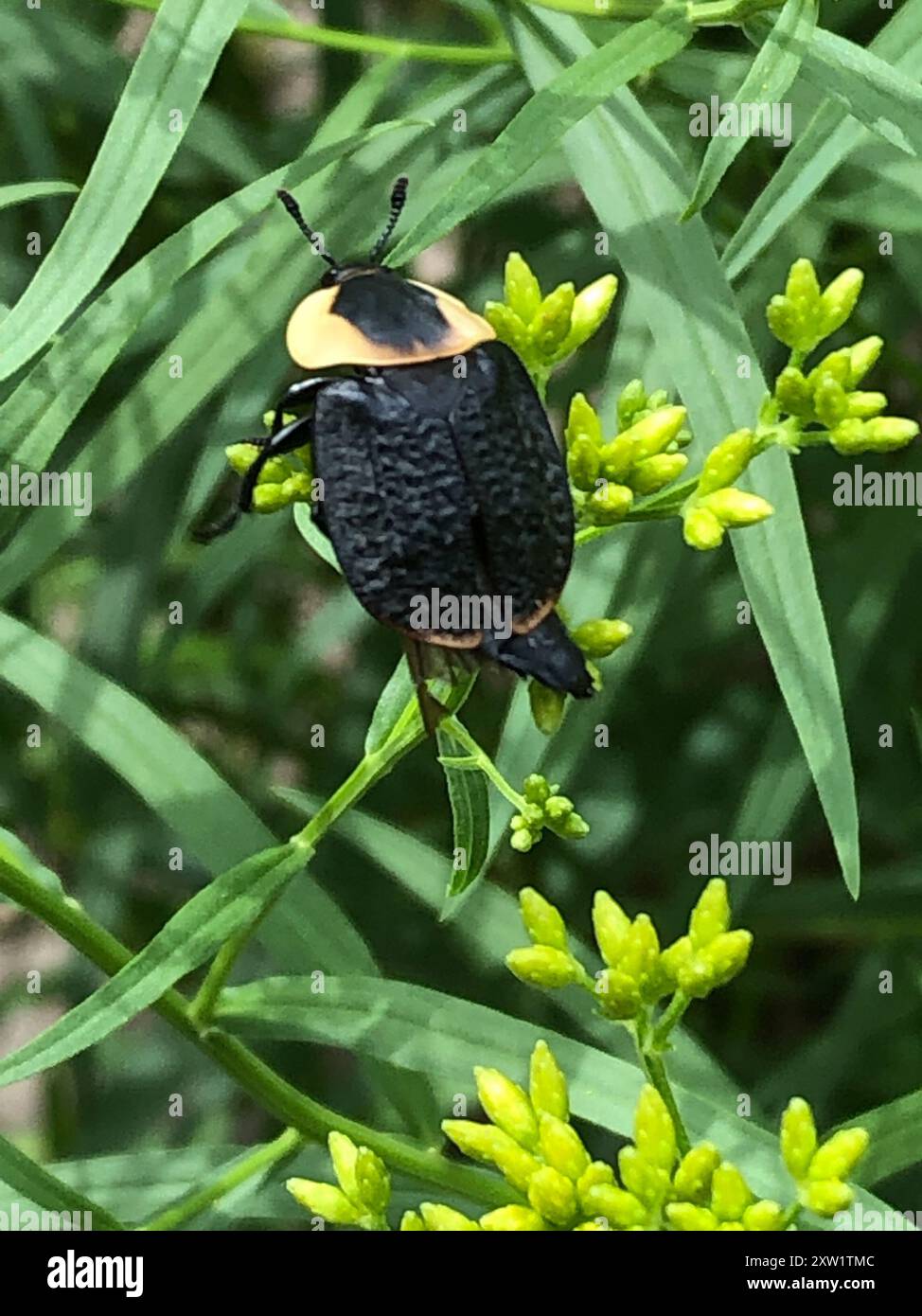 American Carrion Beetle (Necrophila americana) Insecta Stock Photo - Alamy