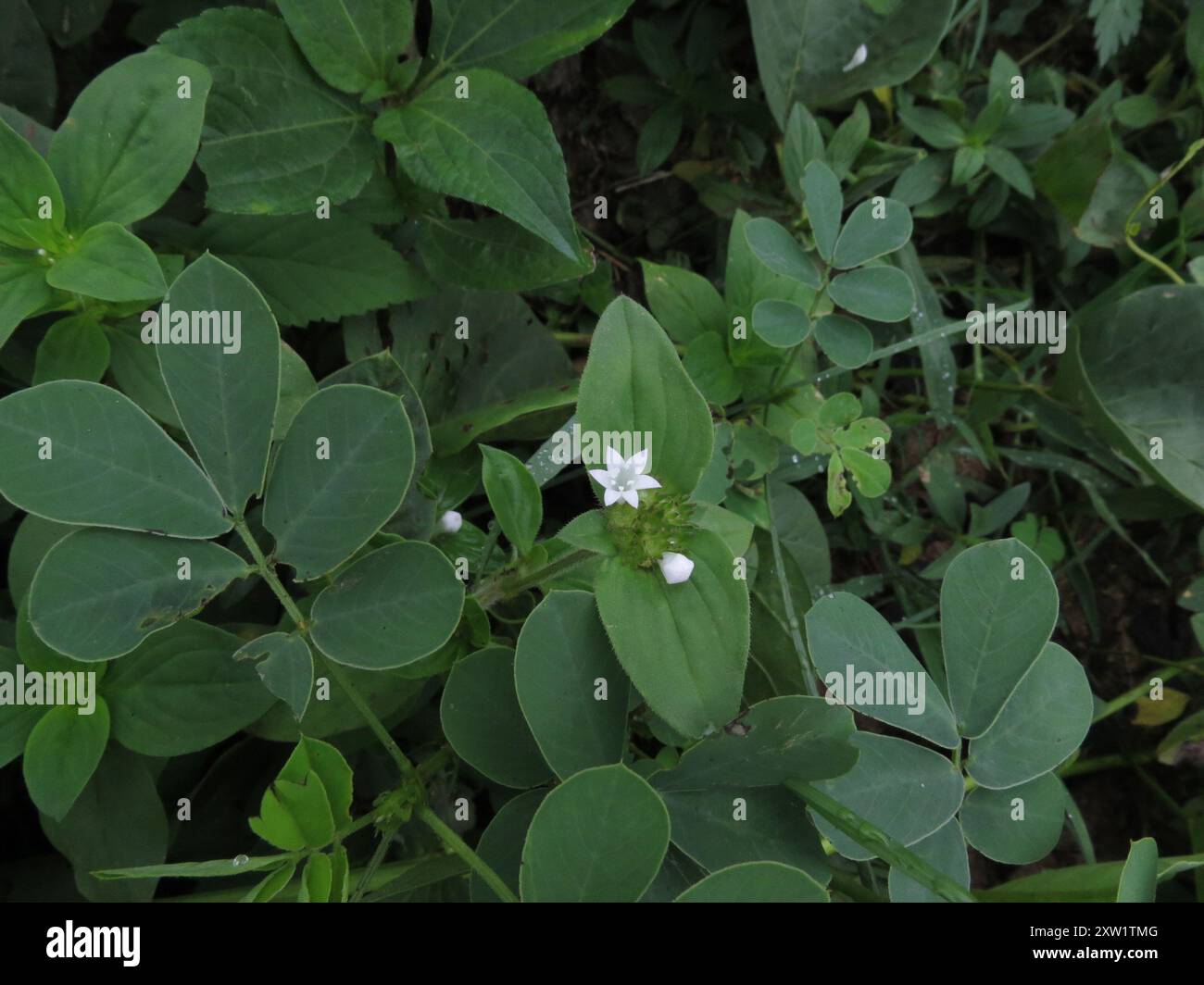 Florida Pusley (Richardia scabra) Plantae Stock Photo - Alamy