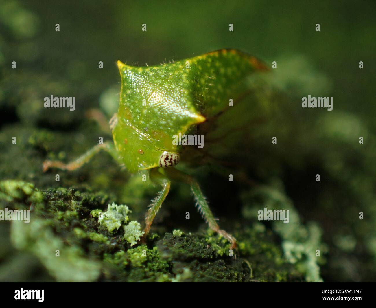 Buffalo Treehoppers and allies (Ceresini) Insecta Stock Photo - Alamy