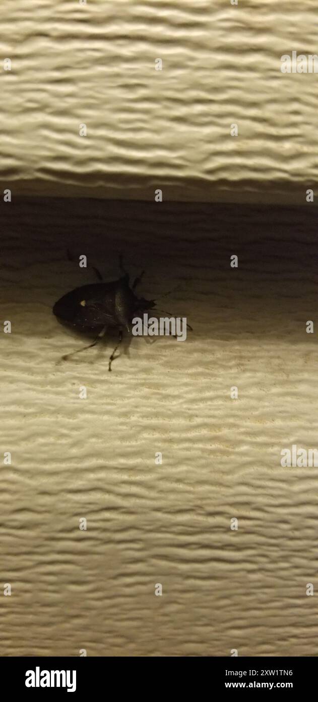 Black Stink Bug (Proxys punctulatus) Insecta Stock Photo - Alamy