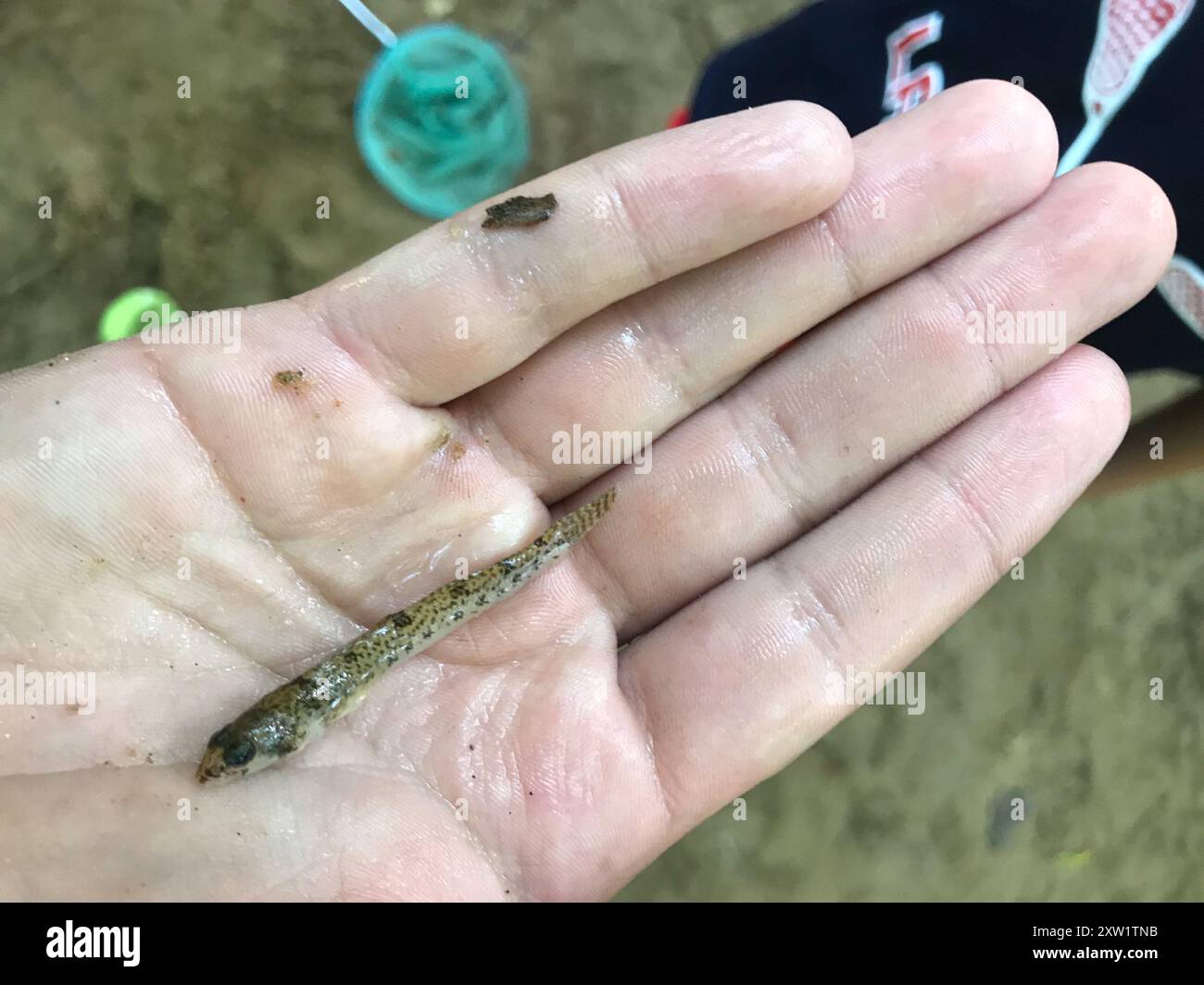 Tessellated Darter (Etheostoma olmstedi) Actinopterygii Stock Photo - Alamy