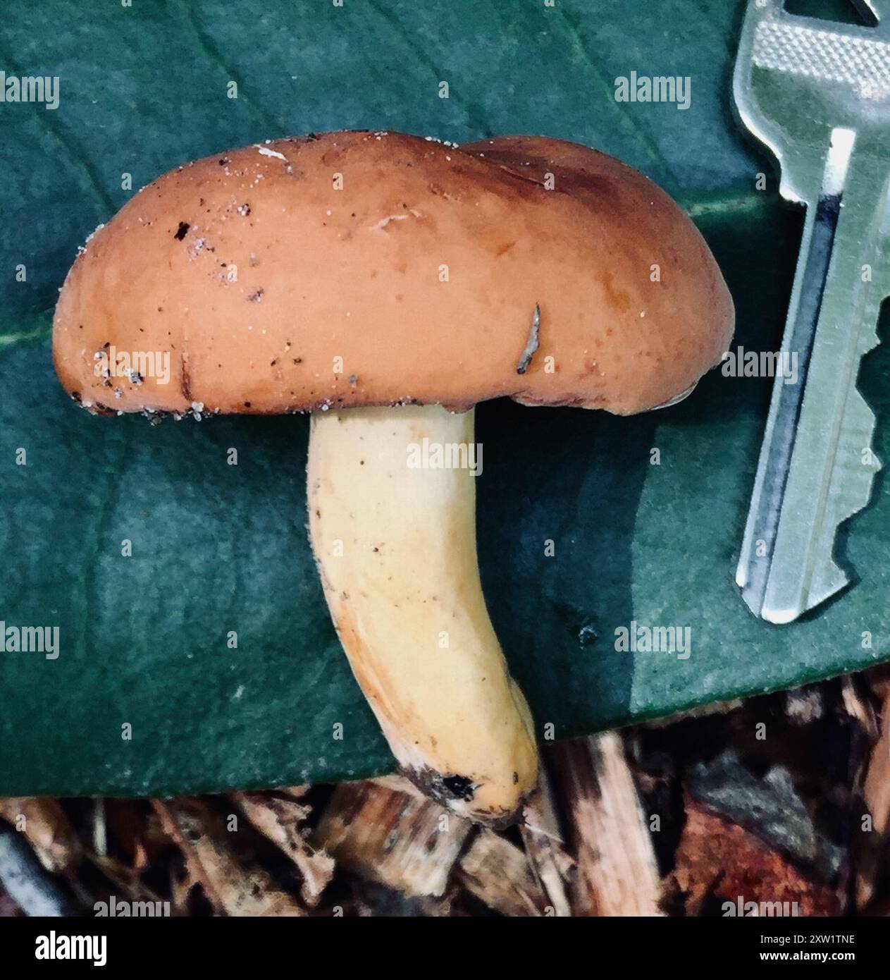 Weeping Milk Cap (Lactifluus volemus) Fungi Stock Photo - Alamy