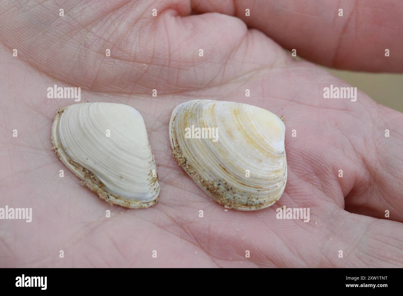 Cut Trough Shell (Spisula subtruncata) Mollusca Stock Photo - Alamy