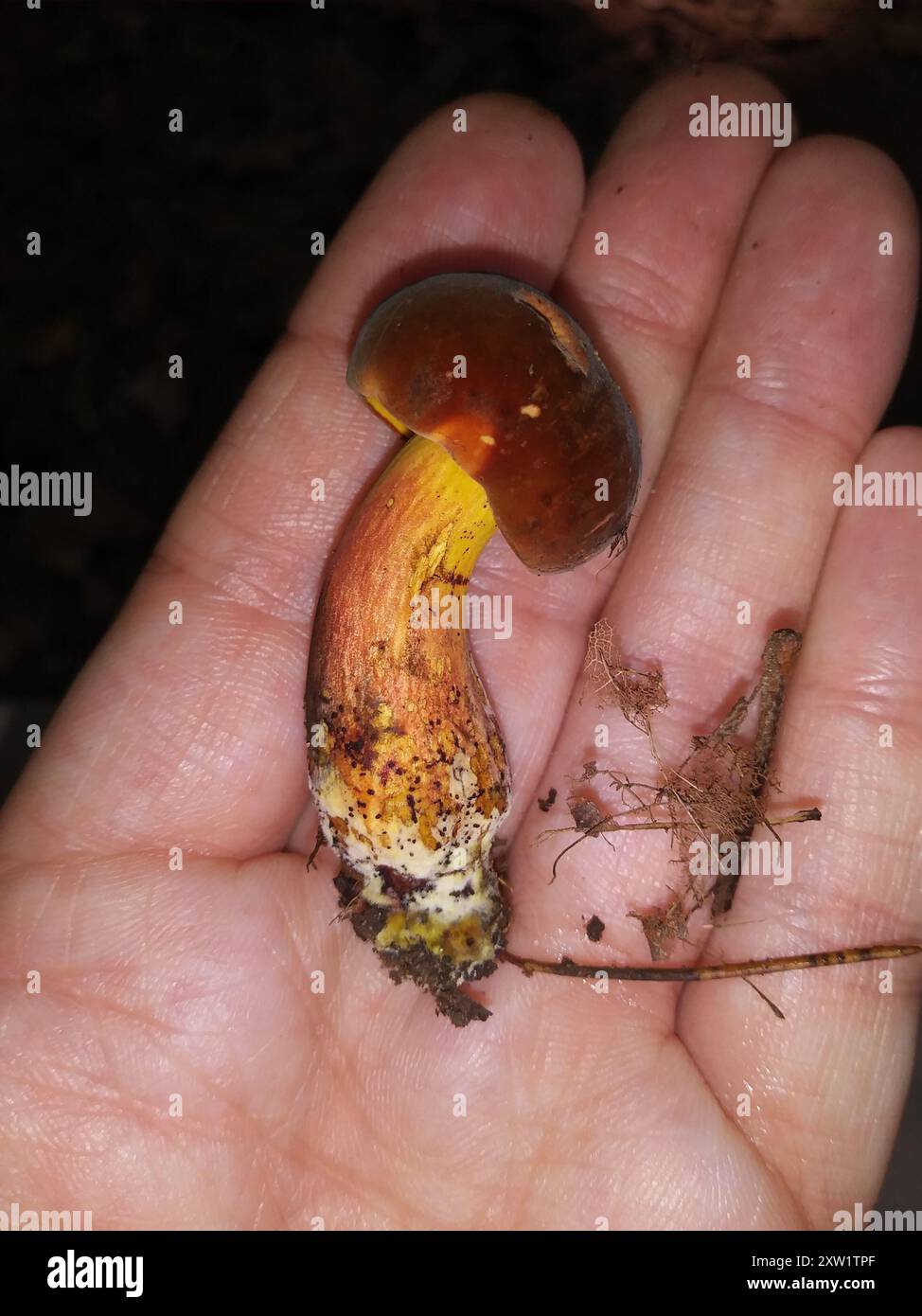 Red-mouth Bolete (Neoboletus subvelutipes) Fungi Stock Photo - Alamy