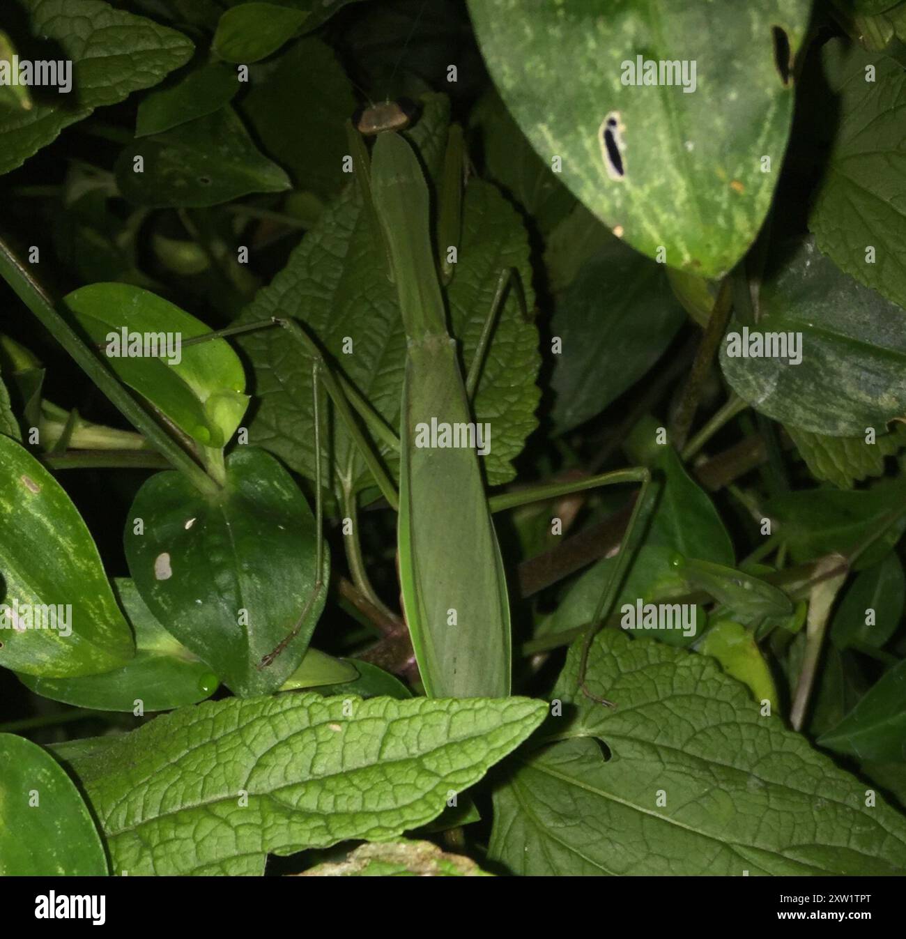 Chinese Mantis (Tenodera sinensis) Insecta Stock Photo - Alamy