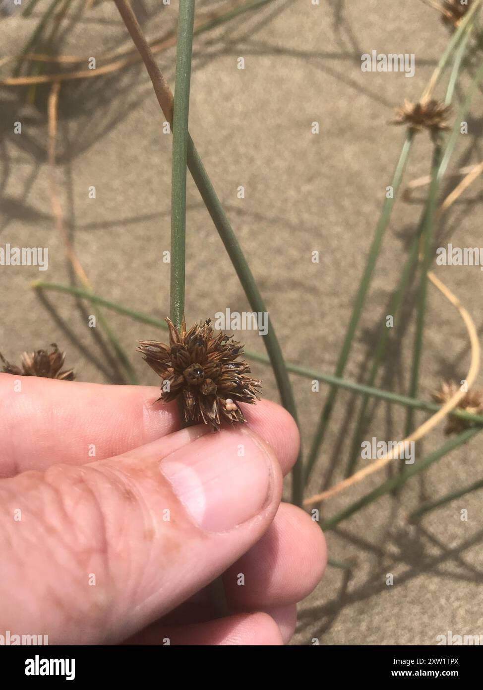 Baltic Rush (Juncus balticus) Plantae Stock Photo - Alamy