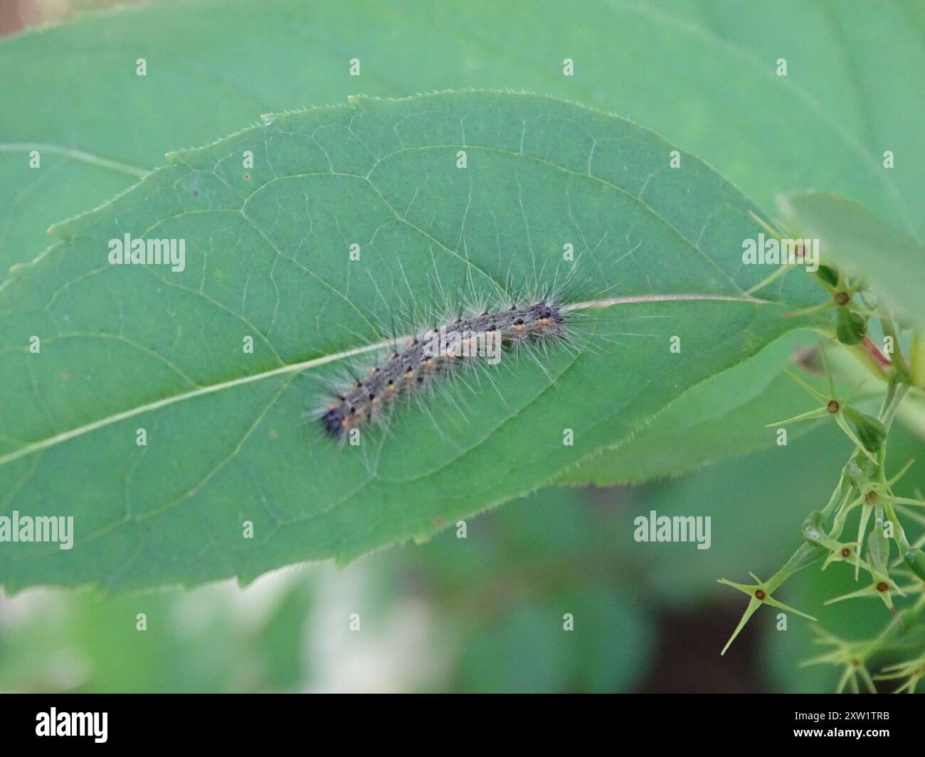 Fall Webworm Moth (Hyphantria cunea) Insecta Stock Photo - Alamy