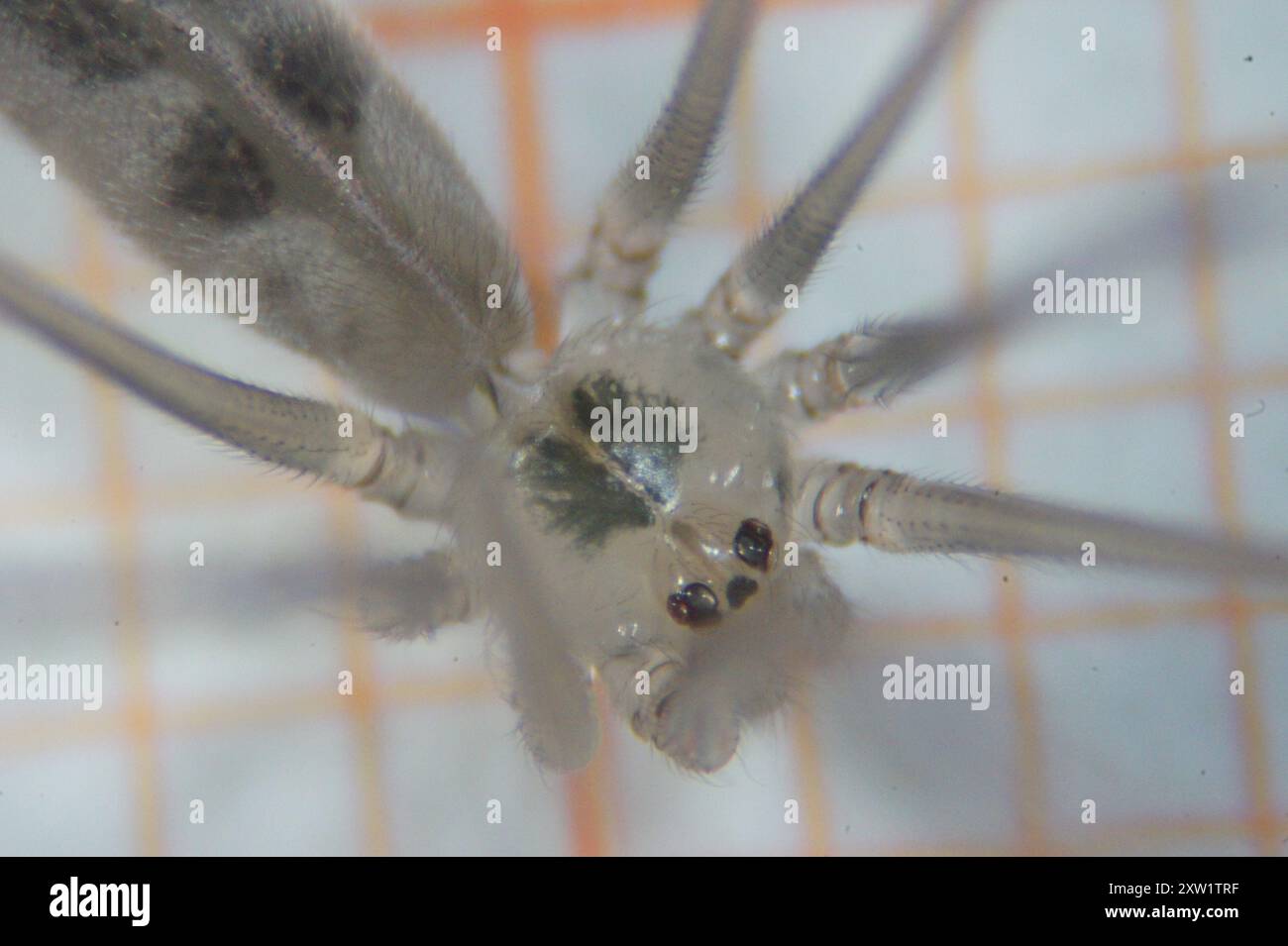 Long-bodied Cellar Spider (Pholcus phalangioides) Arachnida Stock Photo ...