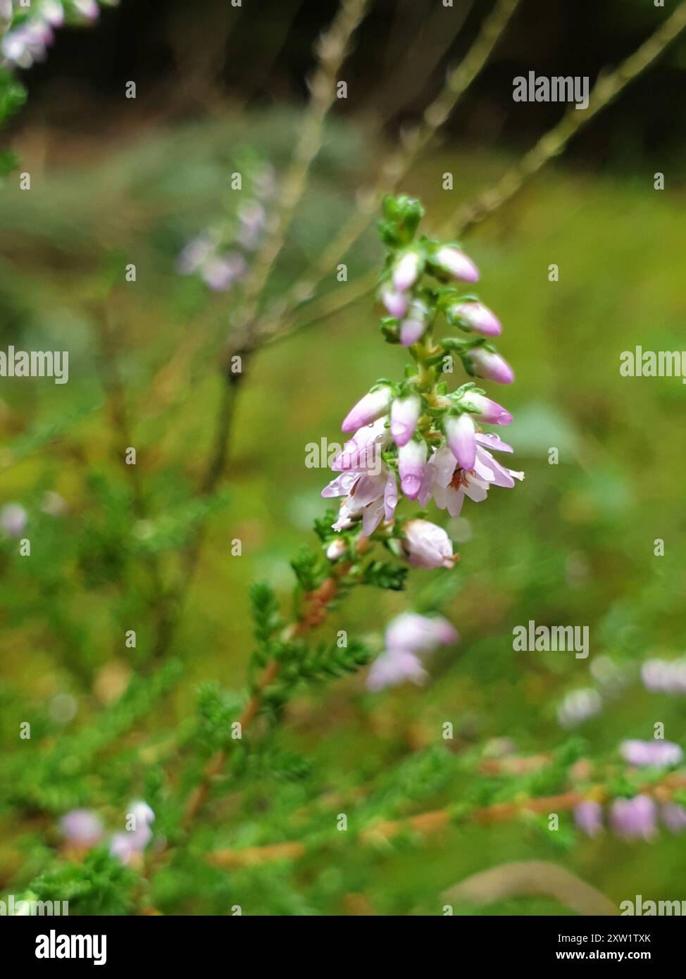 common heather (Calluna vulgaris) Plantae Stock Photo - Alamy