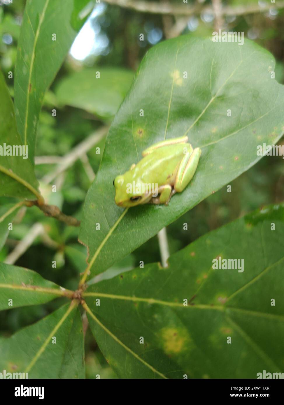 Squirrel Treefrog (Hyla squirella) Amphibia Stock Photo - Alamy
