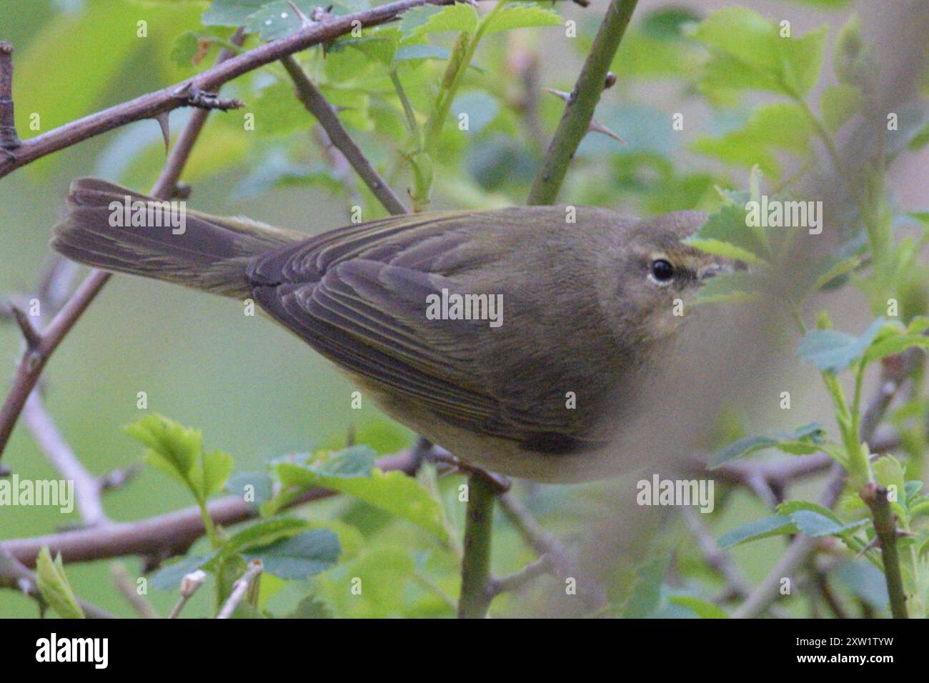 Common Chiffchaff (Phylloscopus collybita) Aves Stock Photo - Alamy
