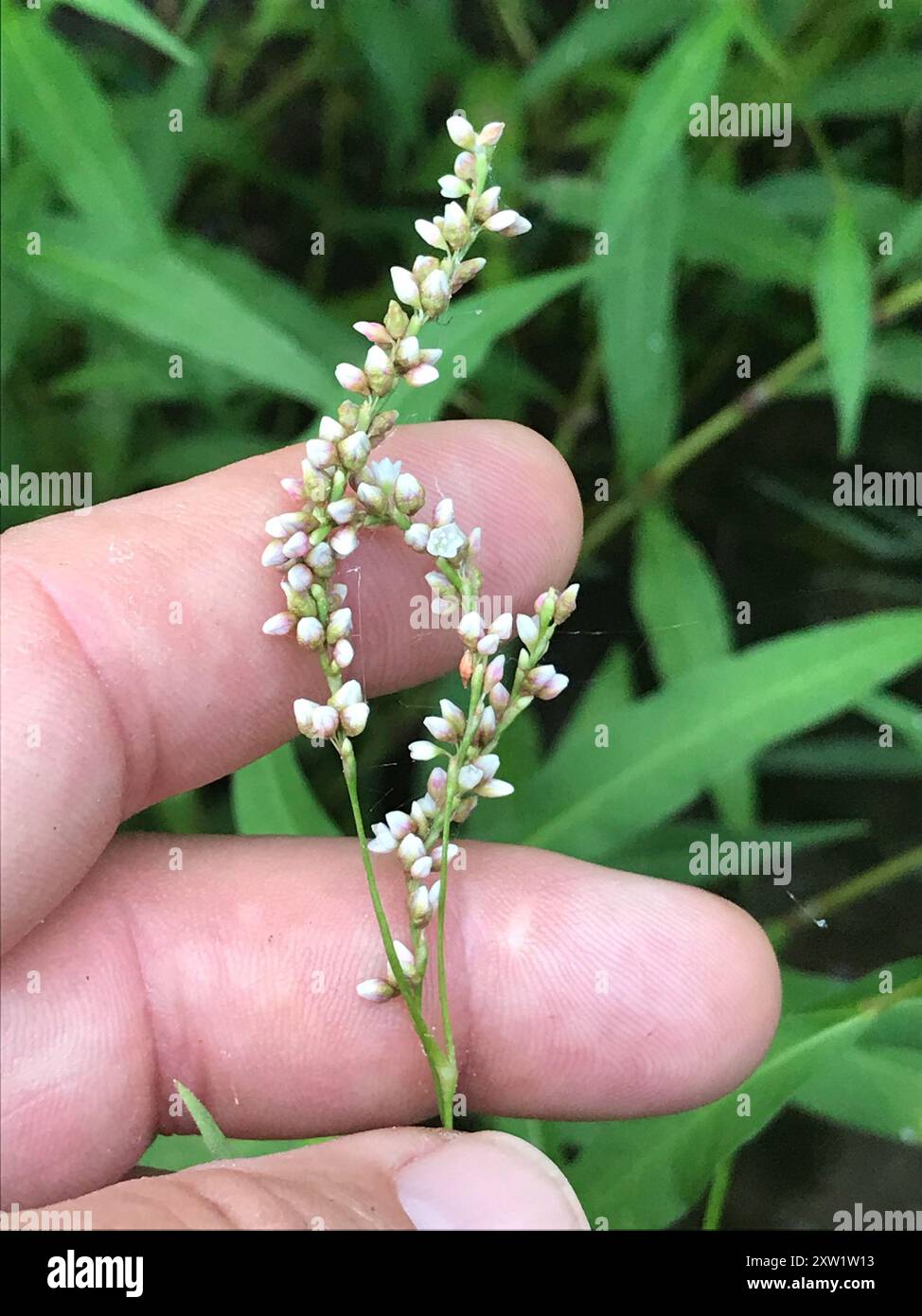 Dotted Smartweed (Persicaria punctata) Plantae Stock Photo - Alamy