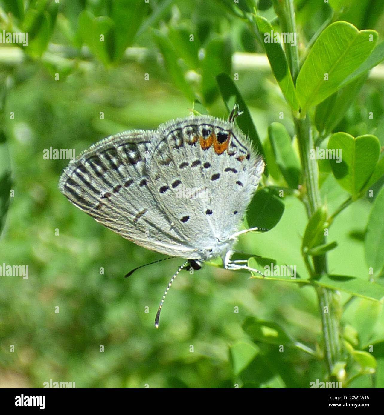 Eastern Tailed-Blue (Cupido comyntas) Insecta Stock Photo - Alamy