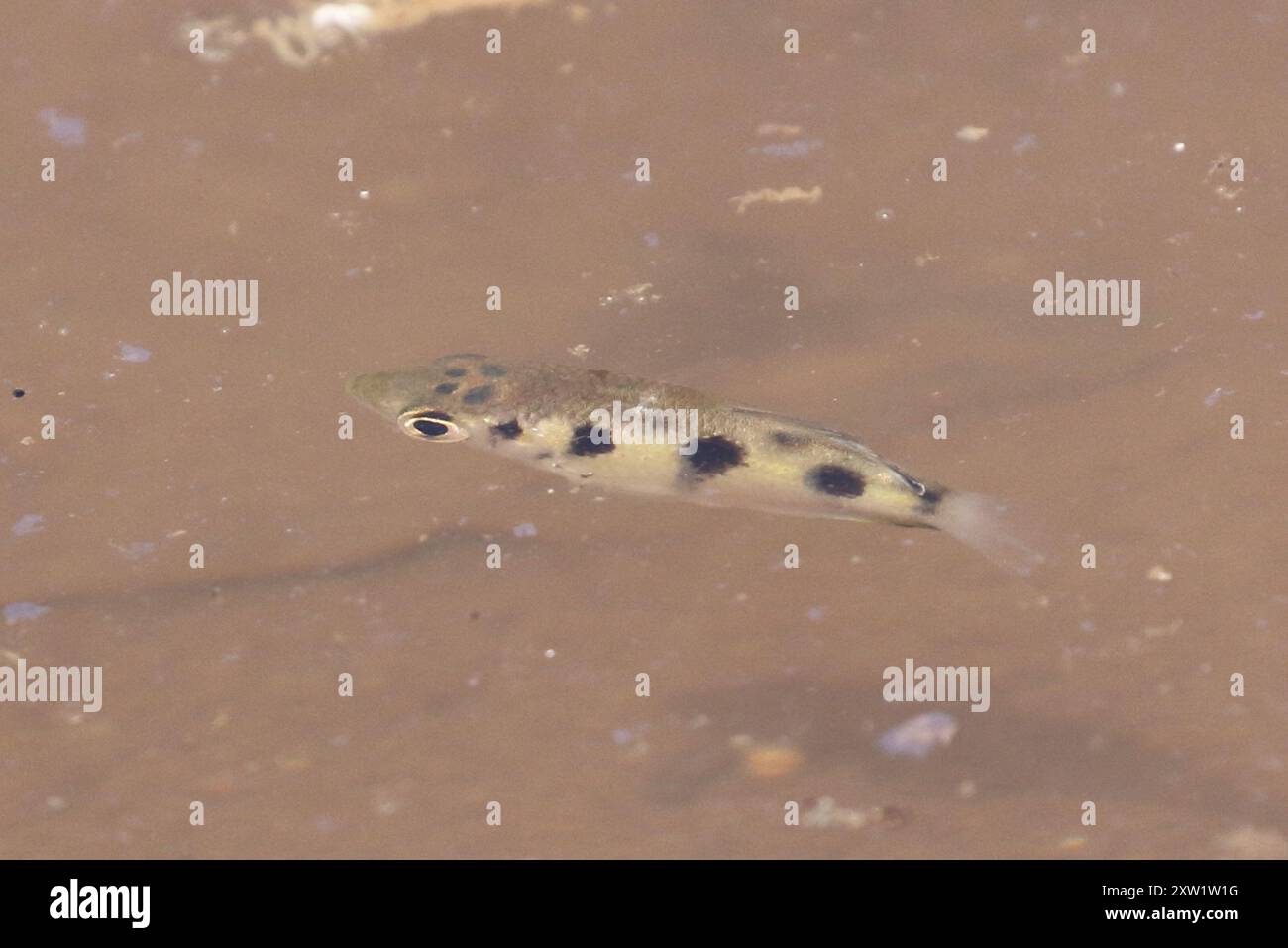 Spotted Archerfish (Toxotes chatareus) Actinopterygii Stock Photo - Alamy