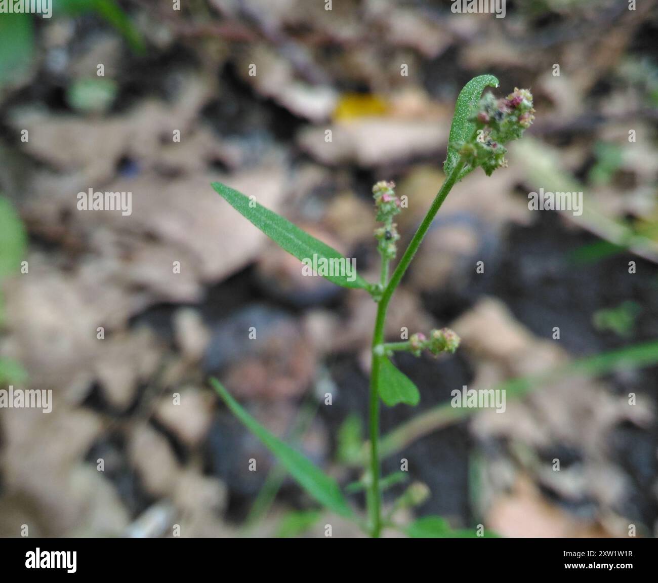 Saltbushes (Atriplex) Plantae Stock Photo - Alamy