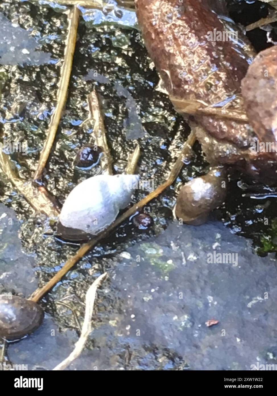 Acute Bladder Snail (Physella acuta) Mollusca Stock Photo - Alamy