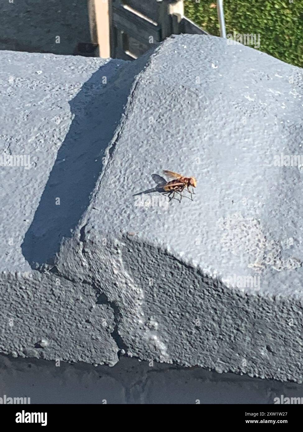 Hornet Mimic Hover Fly (Volucella zonaria) Insecta Stock Photo - Alamy